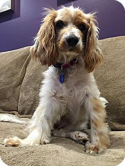 The Dr. Jane Foundation funds animal rescues in need