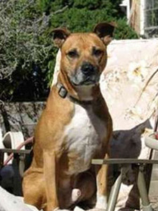 The Dr. Jane Foundation funds animal rescues in need