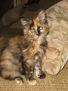 The Dr. Jane Foundation funds animal rescues in need